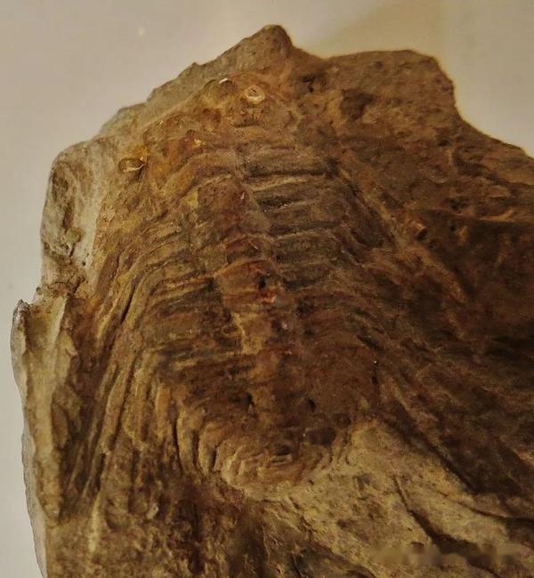 【动物界全系列】三叶形亚门—三叶虫纲（四）：齿肋虫 - 知乎