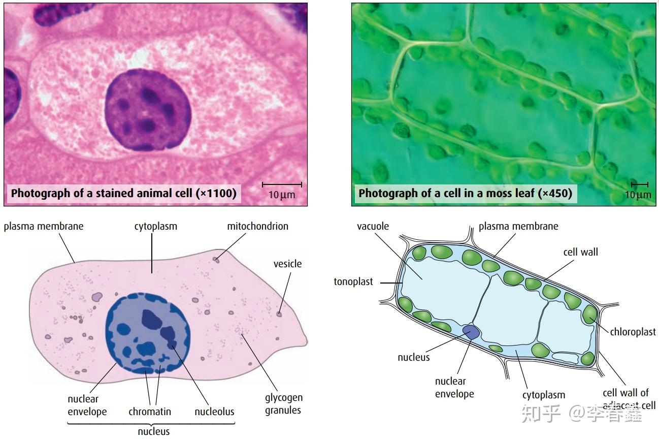 Topic 1.2 Ultrastructure of Cells 细胞显微结构 - 知乎