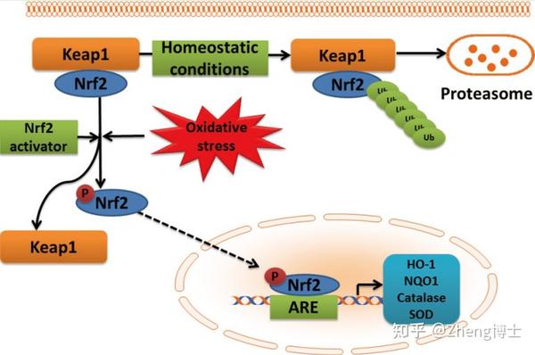 Nrf2 过度表达的风险是什么？ - 知乎