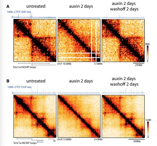 Hi-C实战|重复一篇Hi-C论文的主要结论|Part3文献Methods解读和Hi-C文库质量分析 - 知乎