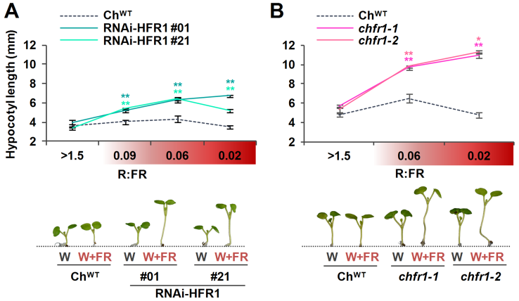 EMBO J | PIF7-HFR1分子模块调控植物的遮荫响应 - 知乎