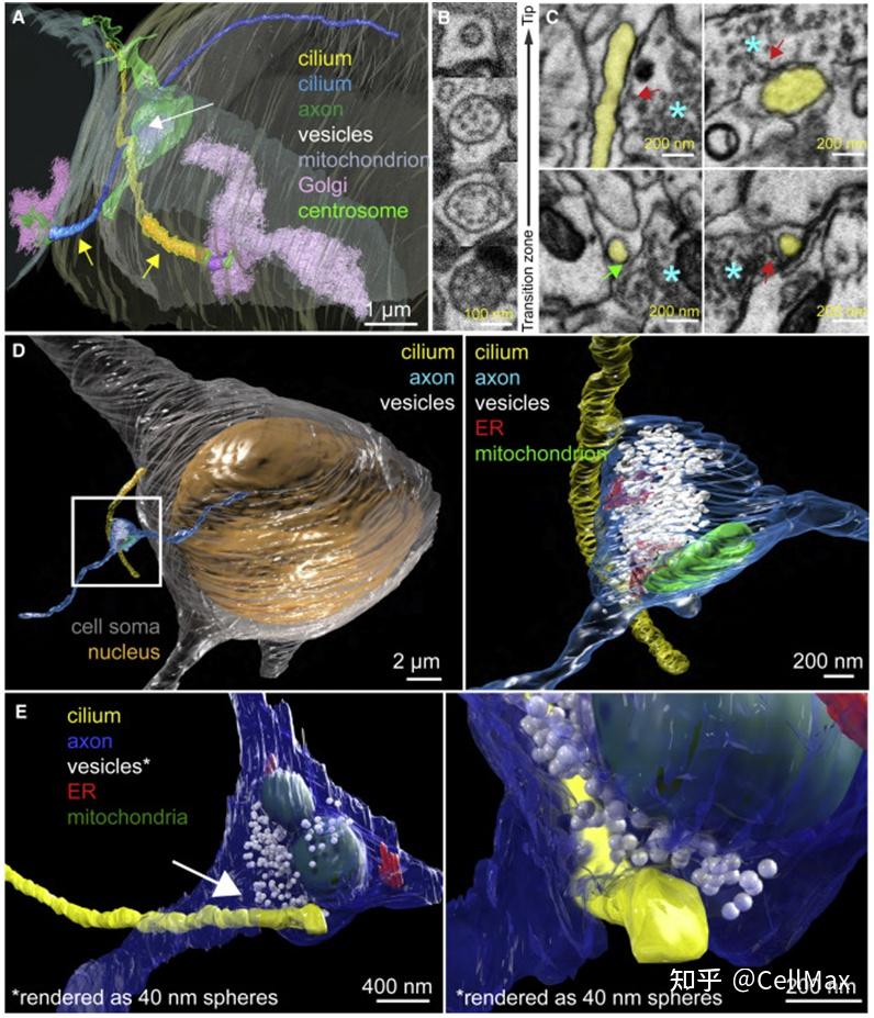 2022年Cell期刊精华汇总 - 知乎