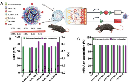 【耀文解读】mRNA篇-Science子刊新进展肽偶联LNP将mRNA靶向递送至光感细胞 - 知乎