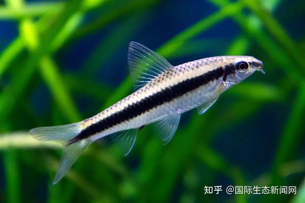 简明的鲤科分类体系-基础类群和泛鲤类 - 知乎