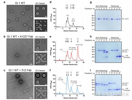 关于VLP疫苗开发——诺如 - 知乎