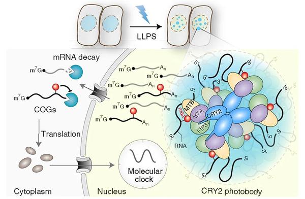 相变无奇，聚合分离——相分离 - 知乎