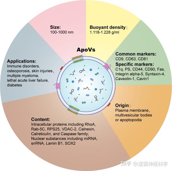 Life Med 综述丨凋亡囊泡：生理稳态和疾病治疗的新概念和研究进展 - 知乎