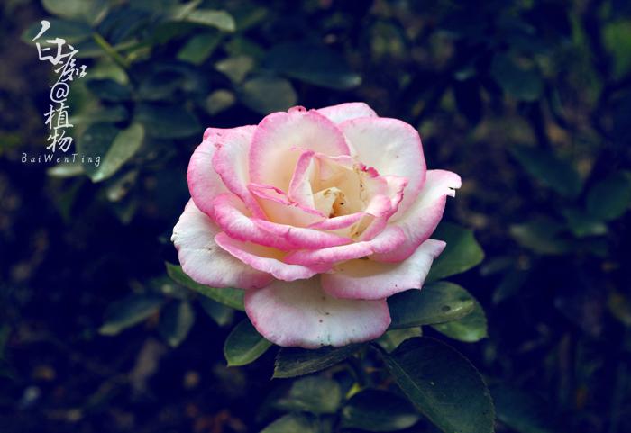 它们都是Rosa——月季与玫瑰 - 知乎