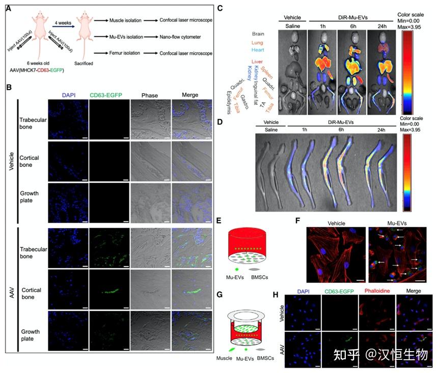 Cell Metabolism丨BMSC刺激骨形成的重要作用机制 - 知乎