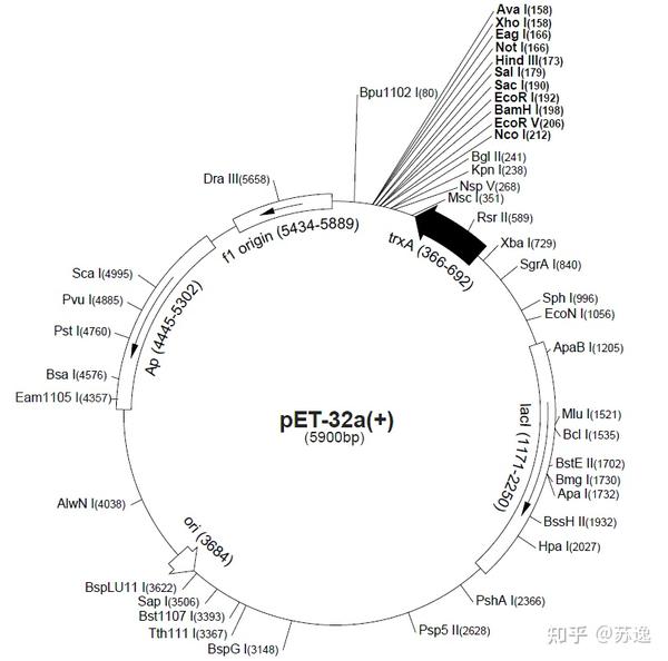 pET-32a(+)质粒载体信息 - 知乎