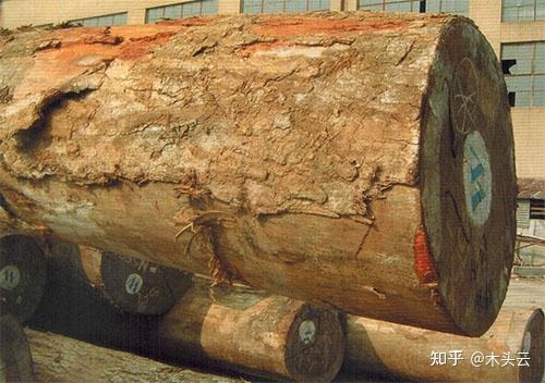 良木非洲楝(Entanhragma utile.)木材百科知识 - 知乎