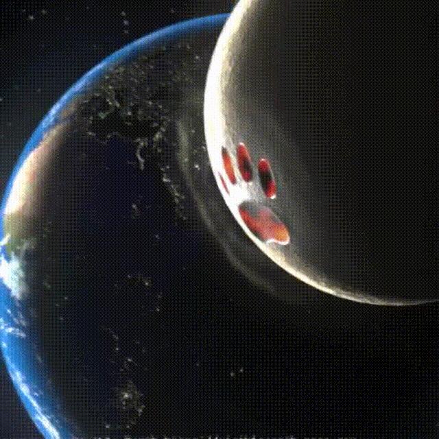 魔性猫猫everyday one cat 表情包 - 知乎