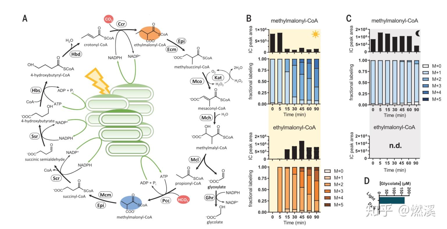 Tobias Erb与合成光合作用系统 - 知乎