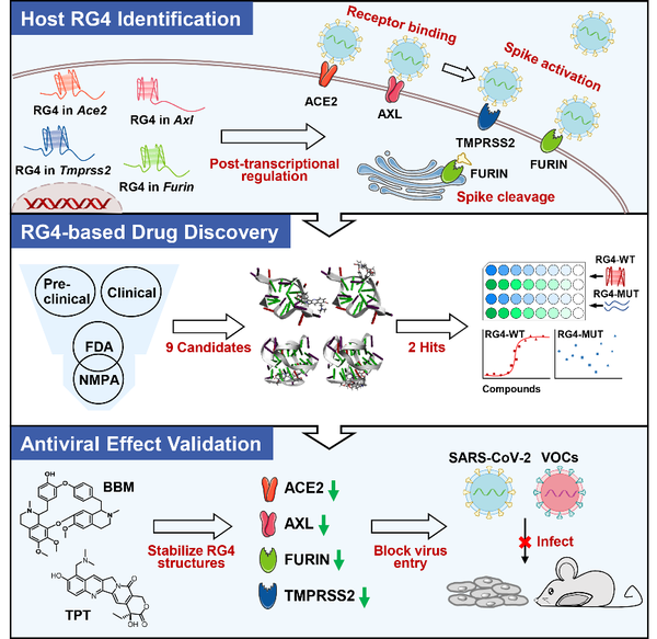 PLOS Pathog︱四川大学华西医院傅湘辉/田艳团队报道新冠防治潜在药物：拓扑替康和小檗胺靶向RG4，抑制新冠病毒感染 - 知乎
