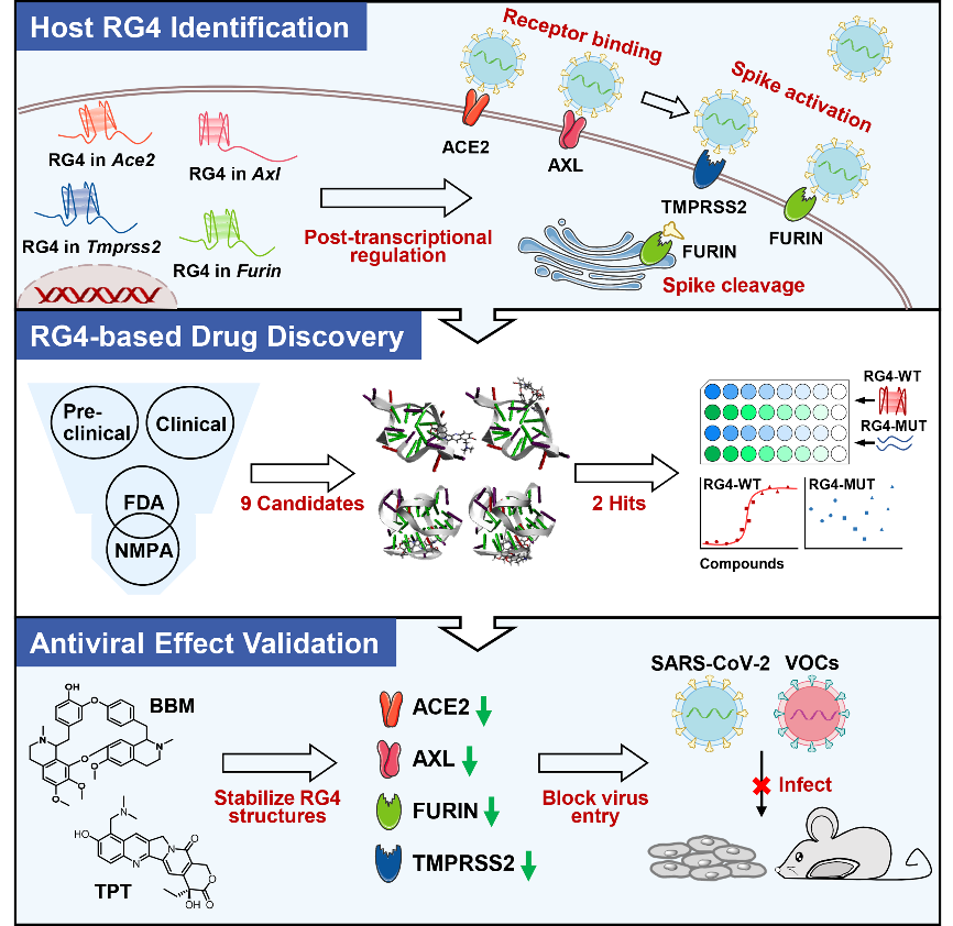 PLOS Pathog︱四川大学华西医院傅湘辉/田艳团队报道新冠防治潜在药物：拓扑替康和小檗胺靶向RG4，抑制新冠病毒感染 - 知乎