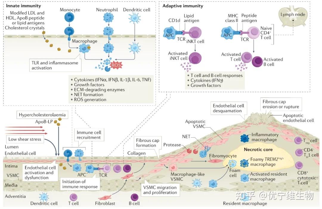 深入解析NLRP3、NF-κB P65、TLR4与IL-1β信号通路的相互作用机制 - 知乎