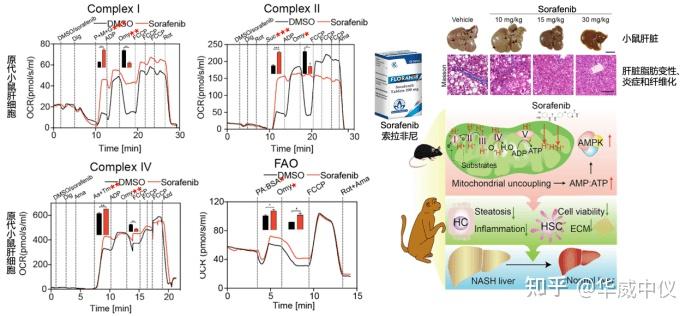 2022年OROBOROS O2k能量代谢相关文章锦集 - 知乎