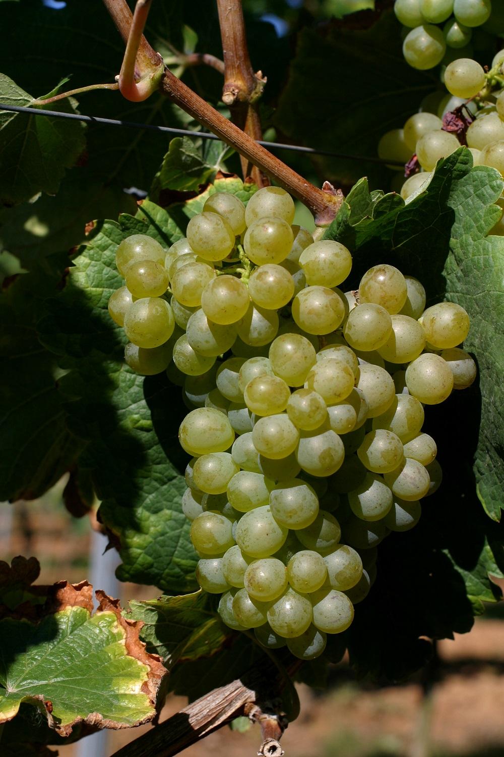 卢瓦尔河谷白诗南的三大“万人迷”风格 - 知乎