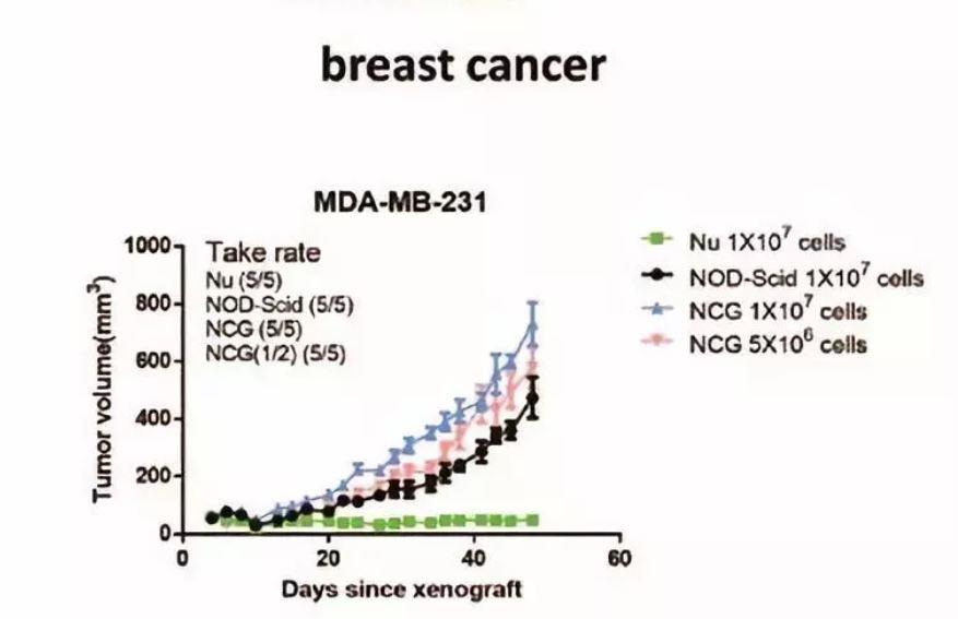 知识丨Nude vs NCG-如何选择合适的小鼠品系？ - 知乎