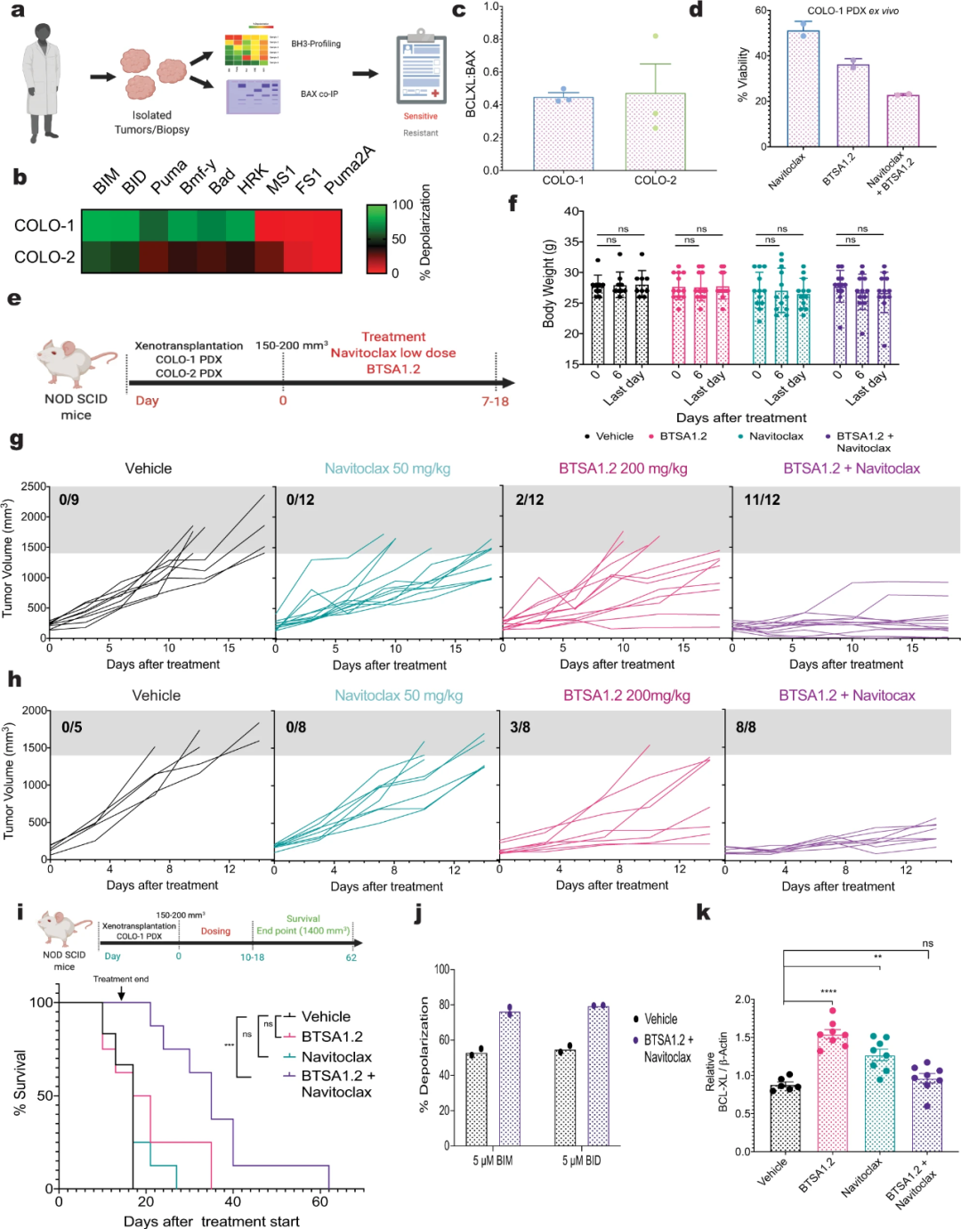 Nat Comm | 靶向BAX和BCL-XL克服癌症的抗凋亡能力 - 知乎