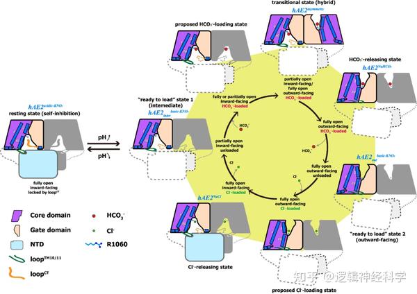 Nat Commun︱上海交通大学医学院曹禹团队揭秘AE2参与pH稳态调节的分子机制 - 知乎