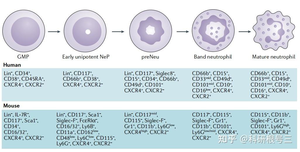 中性粒细胞：经典标志物以及免疫抑制和促肿瘤活性的双重作用机制 - 知乎