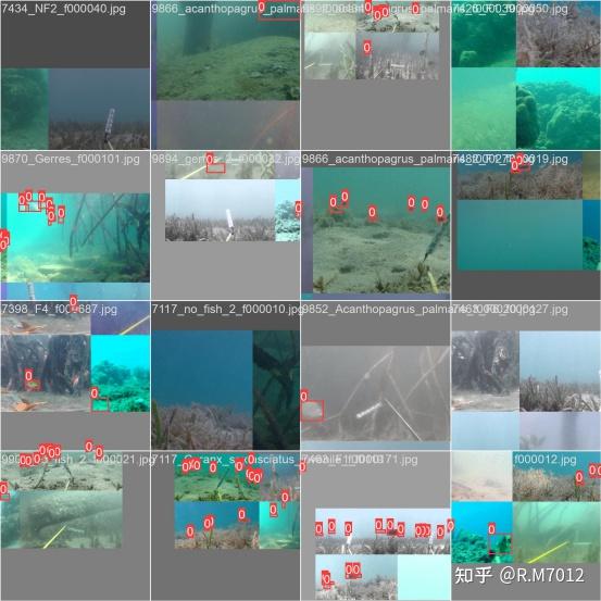基于深度学习的高精度深海鱼检测识别系统(pytorchpyside6yolov5模型) 知乎