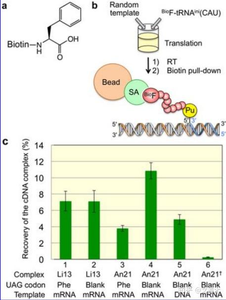 mRNA展示技术之改进 - 知乎