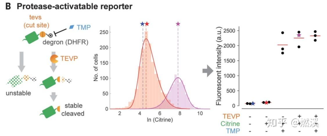 蛋白质线路的发展 - 知乎