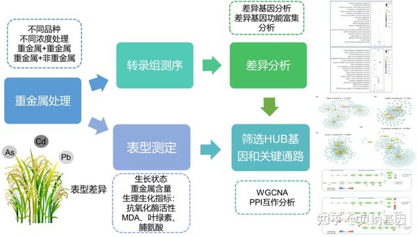 转录组助力重金属胁迫机制深度研究 - 知乎