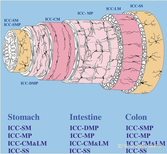 Cajal间质细胞的分类 - 知乎