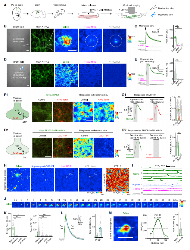 Neuron:北大李毓龙课题组构建一种全新的atp荧光探针 知乎