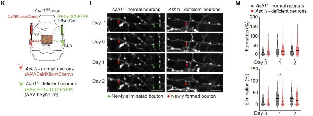 又见Cre！Cre/Loxp系统应用全攻略 | 知识点分享 - 知乎