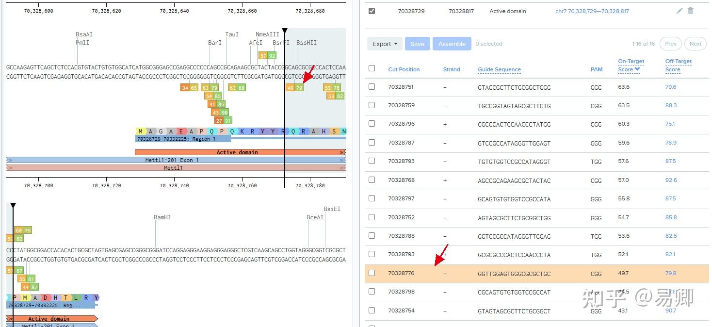 小白快速上手！CRISPR-KO系统的构建 - 知乎