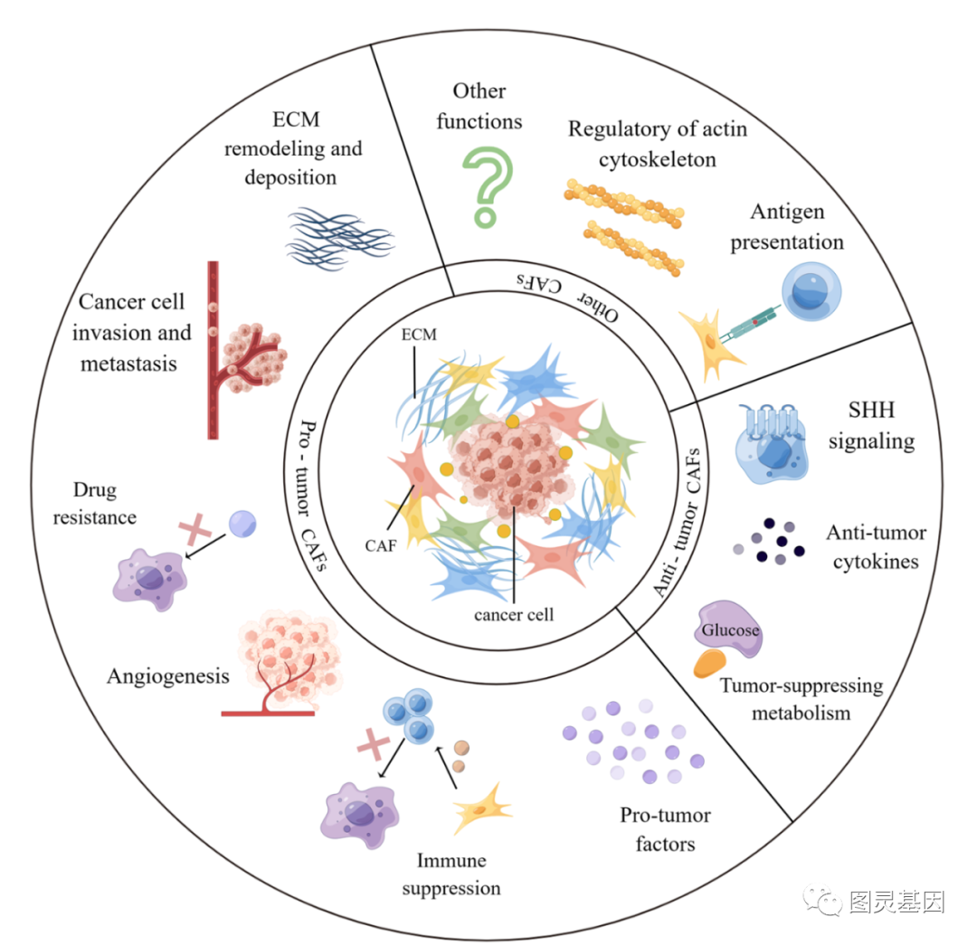 Mol Can | 癌症相关成纤维细胞(CAFs)在癌症免疫疗法中的新机遇和临床试验进展 - 知乎