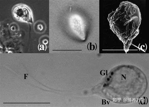 网鞭虫门Telonemⅰa ：形态特征最原始的色藻，却身世成谜 - 知乎