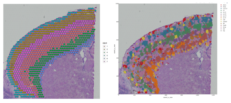 生信分析3 |空间转录组·单细胞空间映射-----CellTrek - 知乎
