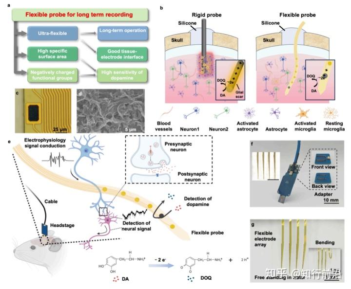 超柔神经电极同步测多巴胺并慢性记录深部脑活动 - 知乎
