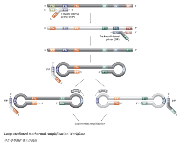 IVD技术｜等温扩增技术哪家强？ - 知乎
