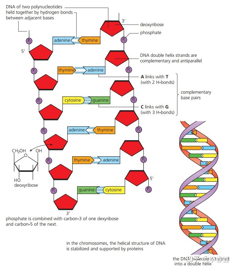 Topic 2.6 Structure of DNA and RNA 核酸结构 - 知乎