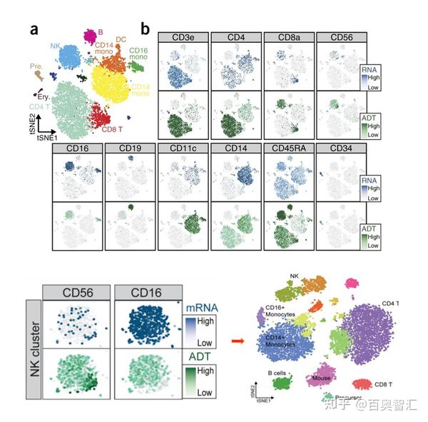 单细胞转录组+表面蛋白测序技术（CITE-seq）全流程解析 - 知乎