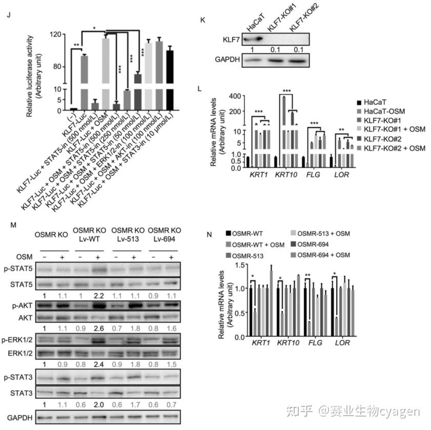 南医大皮肤病院团队阐释OSMR突变导致PLCA的机理 - 知乎