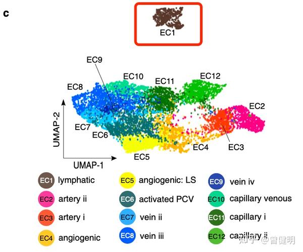 内皮细胞细分亚群 - 知乎