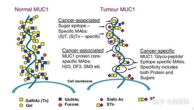 实体瘤治疗新靶点：MUC1 - 知乎