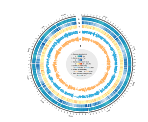 泛基因组(Pan-genome)研究思路与应用—作物篇 - 知乎