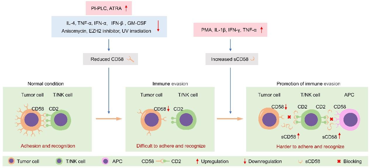 廖泉等关于CD58免疫生物学概述的研究发表于Q1杂志 - 知乎