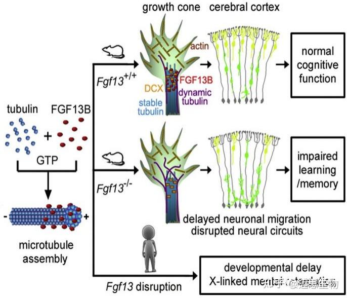 FGF13：欣欣向荣的调控分子 - 知乎