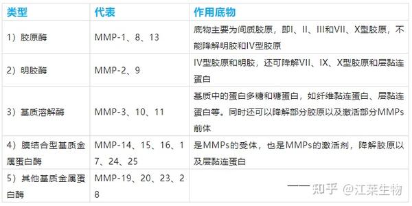 肿瘤转移"钻头"—基质金属蛋白酶(MMPs) - 知乎