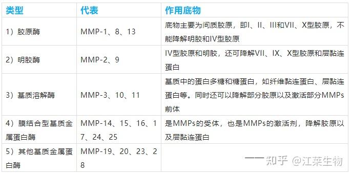 肿瘤转移"钻头"—基质金属蛋白酶(MMPs) - 知乎