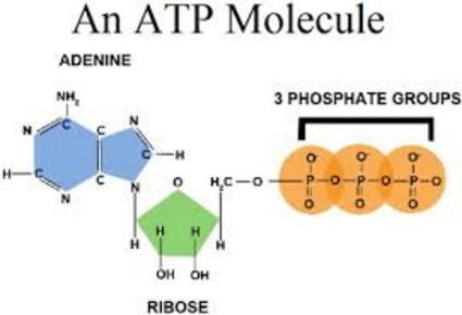 【元素家族——连载102】生命的能量块：ATP - 知乎